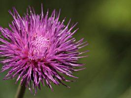 Mariadistel; toepassingen en gezondheidsvoordelen | DIK.NL